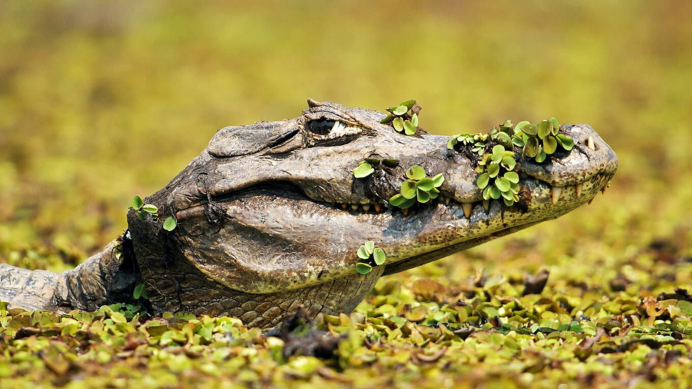 Unsere Erde im Wandel | Sky