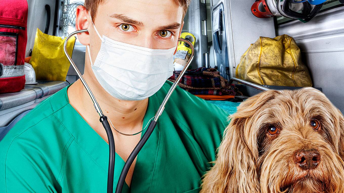 Animal Ambulance - Haustiere in Not | Sky