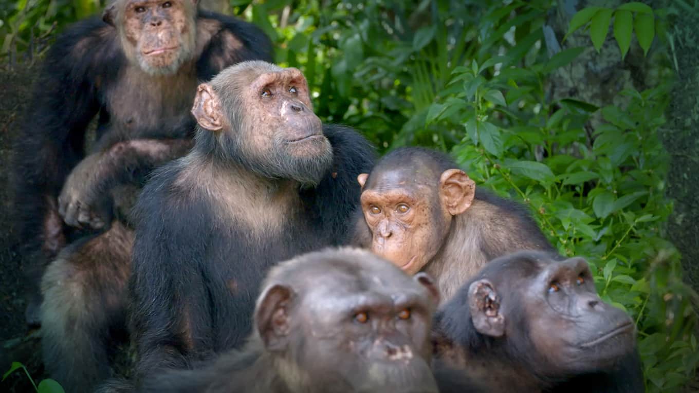 jetzt streamen | Sky